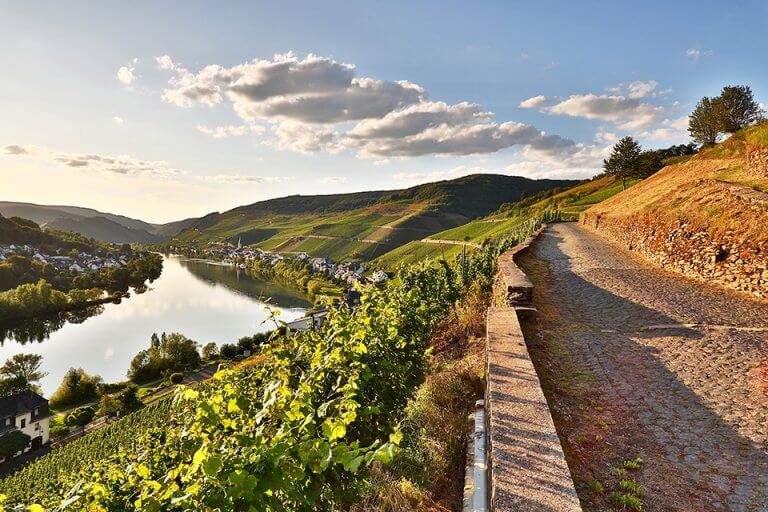 The best Canadian Riesling wines - Elle Gourmet